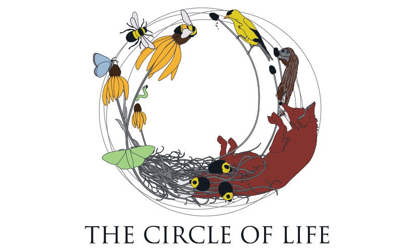 Circle Of Life Images